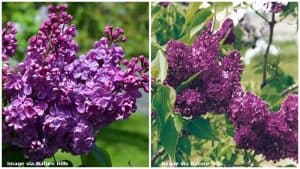 17 Different Types of Lilac Trees & Identifying Features