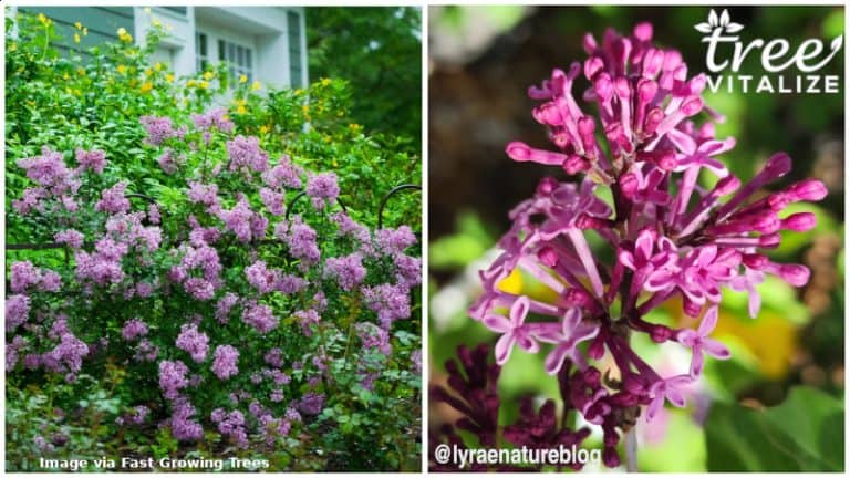 17 Different Types of Lilac Trees & Identifying Features