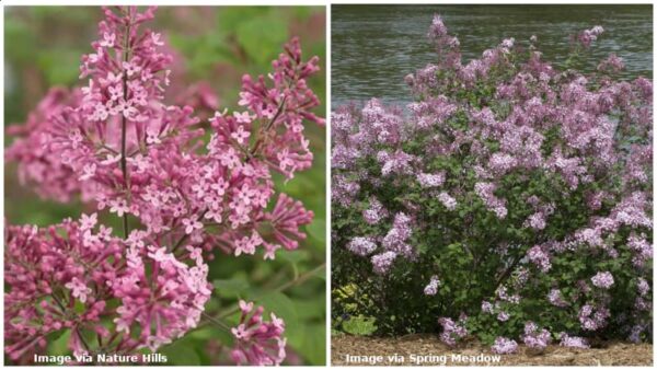 17 Different Types of Lilac Trees & Identifying Features