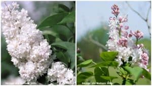 17 Different Types of Lilac Trees & Identifying Features
