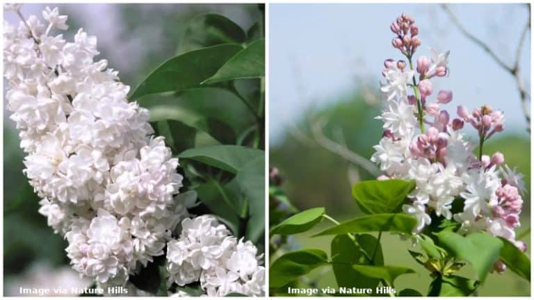 17 Different Types of Lilac Trees & Identifying Features