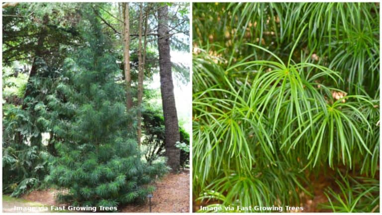 5 Different Types of Japanese Pine Trees & Identifying Features