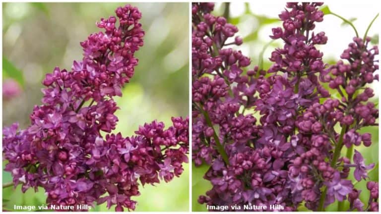 17 Different Types of Lilac Trees & Identifying Features
