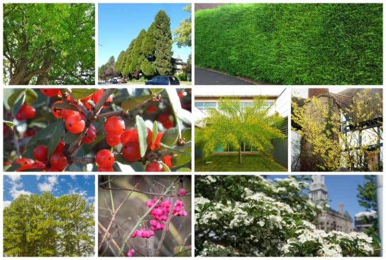 12 Central Texas Trees That Grow Well in This Landscape