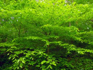 20 USDA Zone 7 Trees (For Full-Sun and Shady Spots)