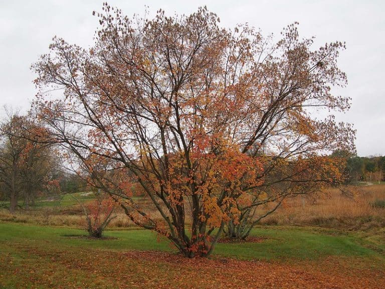 7 Fast-Growing Shade Trees for USDA Zone 7 (Small & Large)