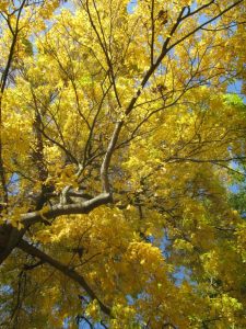 6 Hickory Tree Varieties That Grow in Parts of Texas