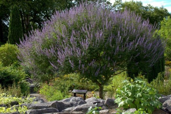 8 Trees With Purple Flowers in Texas (to Grow or Admire)