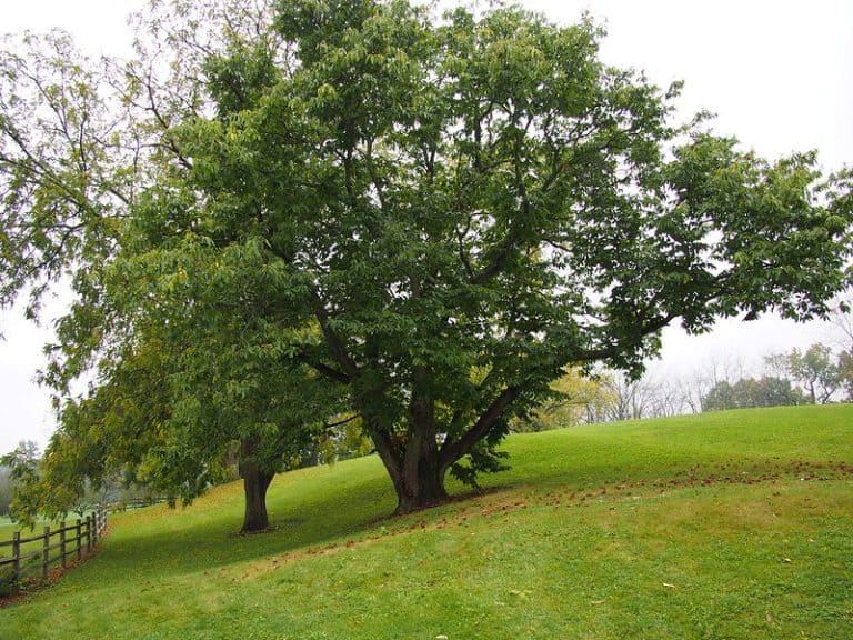 20 USDA Zone 7 Trees (For Full-Sun and Shady Spots)