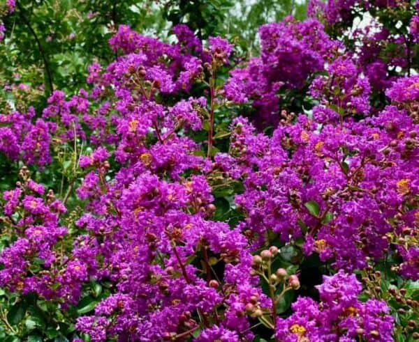 8 Trees With Purple Flowers in Texas (to Grow or Admire)