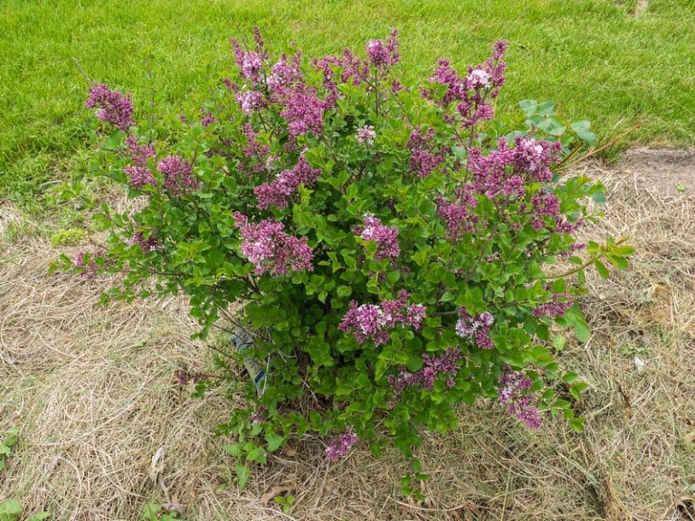 8 Interesting Dwarf Trees for Small Yards in USDA Zone 7