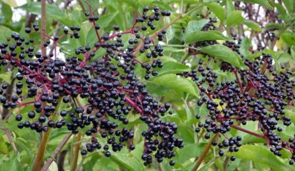 12 Full-Sized & Dwarf Fruit Trees to Grow in USDA Zone 7