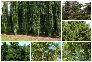 10 Evergreen Trees in Washington State for Color & Privacy
