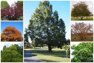 9 USDA Zone 9 Shade Trees (Add Coolness to Your Home & Yard)