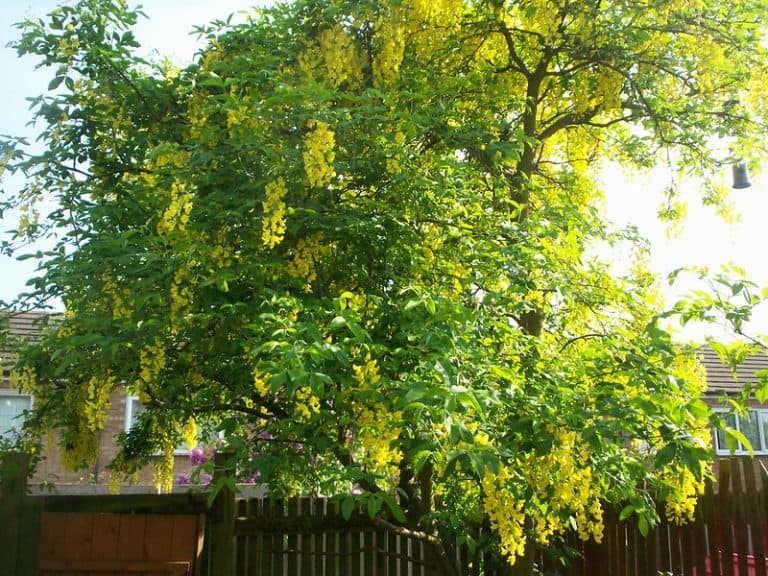 20 Full-Sized & Small Ornamental Flowering Trees for Zone 7