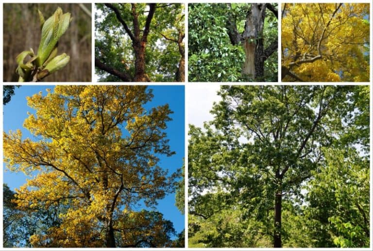 6 Hickory Tree Varieties That Grow In Parts Of Texas