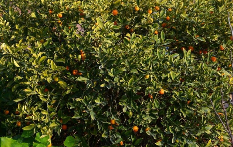 Can You Grow Citrus Trees in USDA Zone 7? Which Are Best?