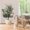 Can You Grow Olive Trees in USDA Zone 7? Which Are Best?