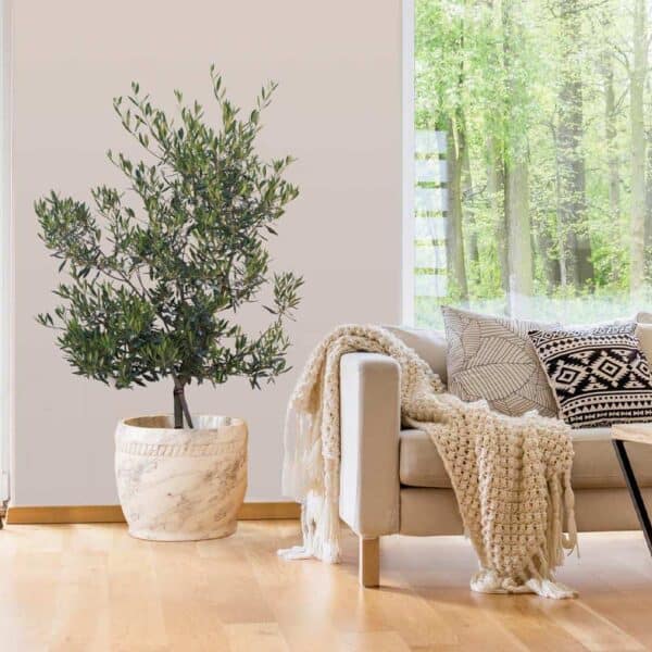 Can You Grow Olive Trees in USDA Zone 7? Which Are Best?
