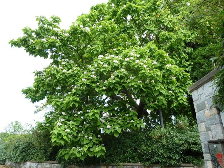 7 Fast-Growing Shade Trees for USDA Zone 7 (Small & Large)