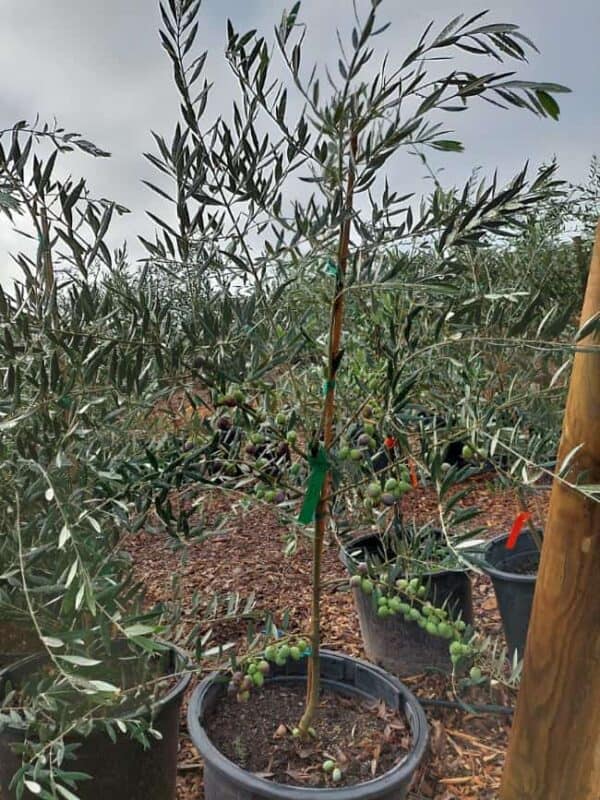 Can You Grow Olive Trees in USDA Zone 7? Which Are Best?