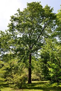 6 Hickory Tree Varieties That Grow in Parts of Texas