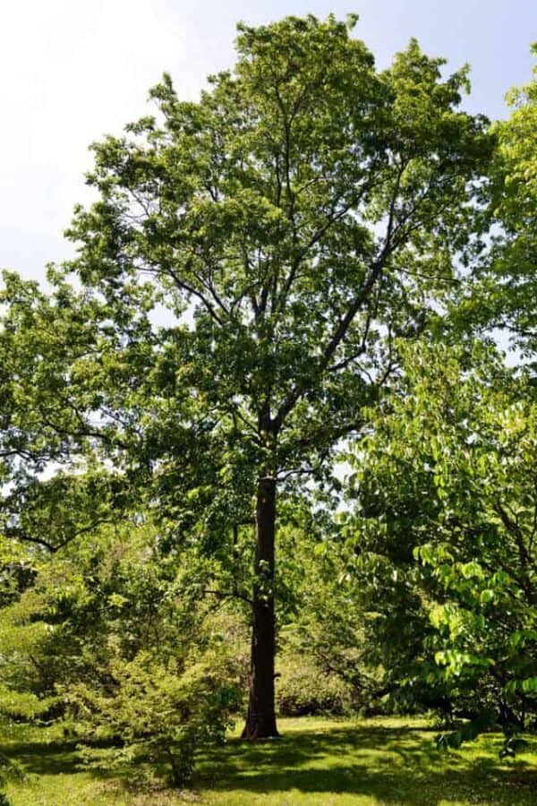 6 Hickory Tree Varieties That Grow in Parts of Texas