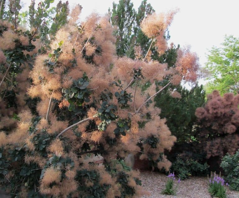 20 Full-Sized & Small Ornamental Flowering Trees for Zone 7