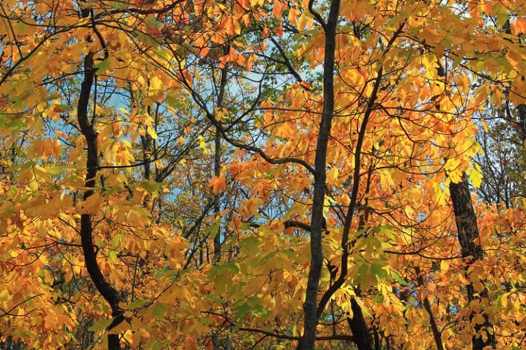 20 Full-Sized & Small Ornamental Flowering Trees for Zone 7