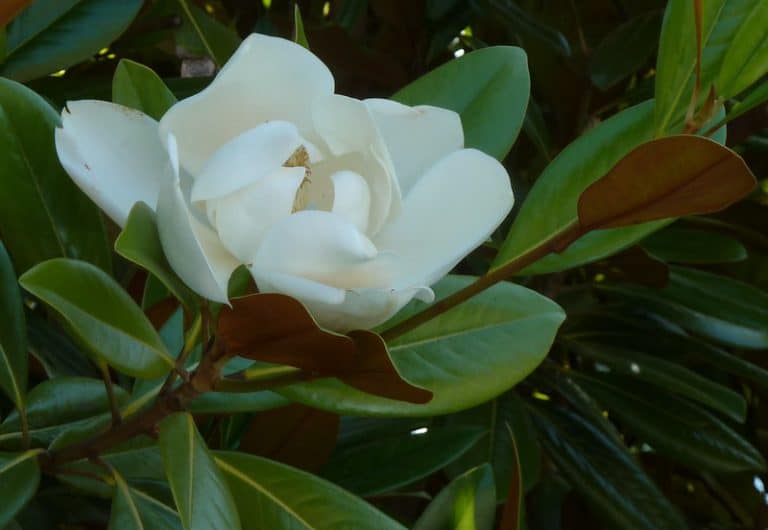 20 Full-Sized & Small Ornamental Flowering Trees for Zone 7