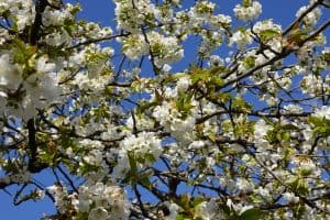 20 USDA Zone 7 Trees (For Full-Sun and Shady Spots)