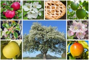 26 Different Types of Apple Trees with Identifying Features
