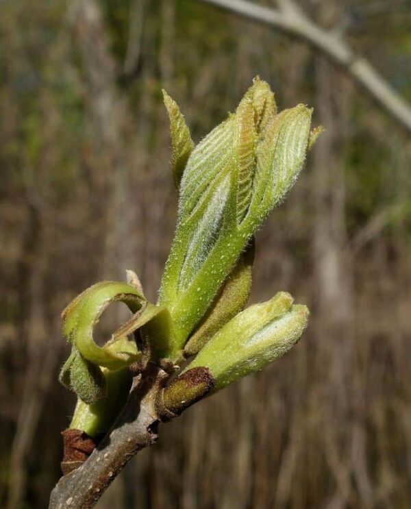6 Hickory Tree Varieties That Grow in Parts of Texas