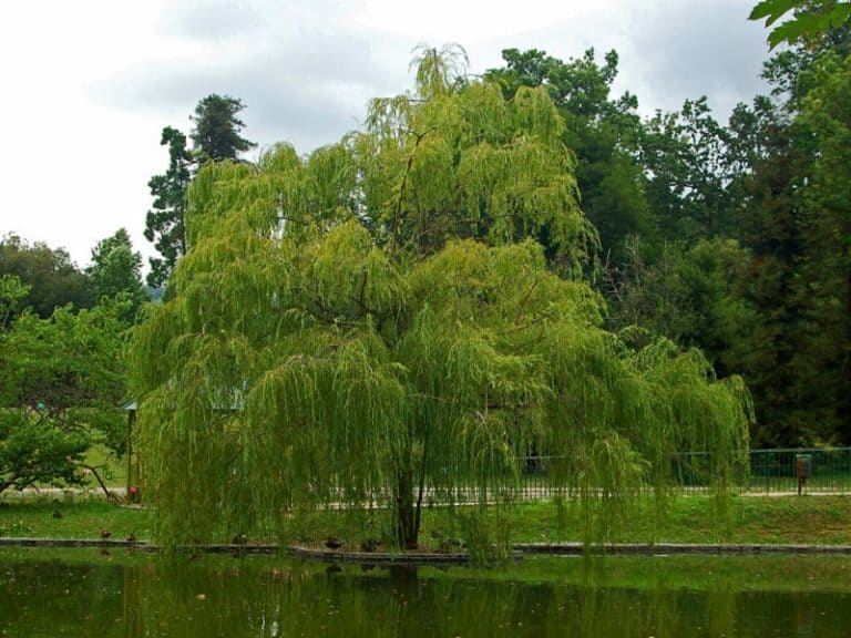 7 Fast-Growing Shade Trees for USDA Zone 7 (Small & Large)