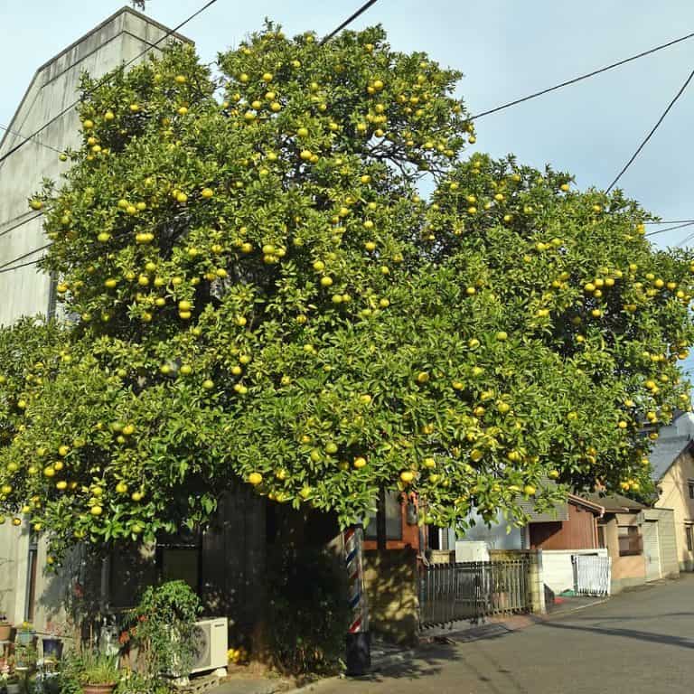 Can You Grow Citrus Trees in USDA Zone 7? Which Are Best?