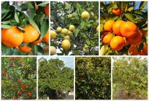 20 Full-Sized & Small Ornamental Flowering Trees for Zone 7