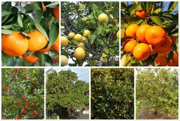 7 Fast-Growing Shade Trees for USDA Zone 7 (Small & Large)