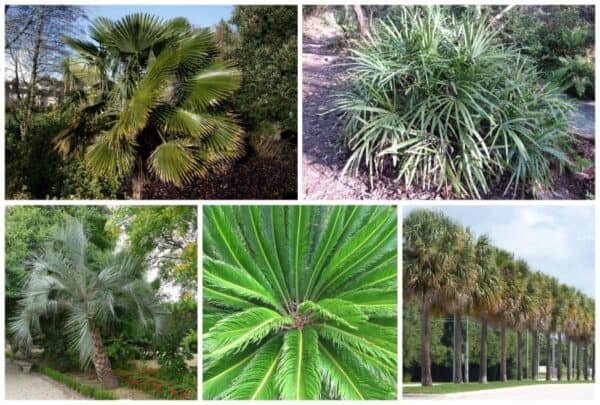 8 Different Types of Date Palms & Their Identifying Features