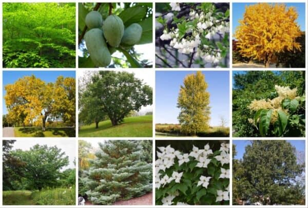 7 Fast-Growing Shade Trees for USDA Zone 7 (Small & Large)