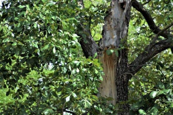 6 Hickory Tree Varieties That Grow in Parts of Texas