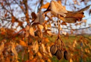 How to Identify Linden Trees (Leaf, Bark, Flowers & More)
