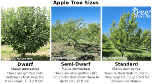 26 Different Types of Apple Trees with Identifying Features