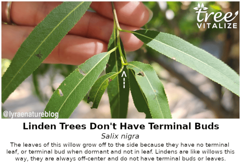 How to Identify Linden Trees (Leaf, Bark, Flowers & More)