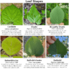 How to Identify Linden Trees (Leaf, Bark, Flowers & More)