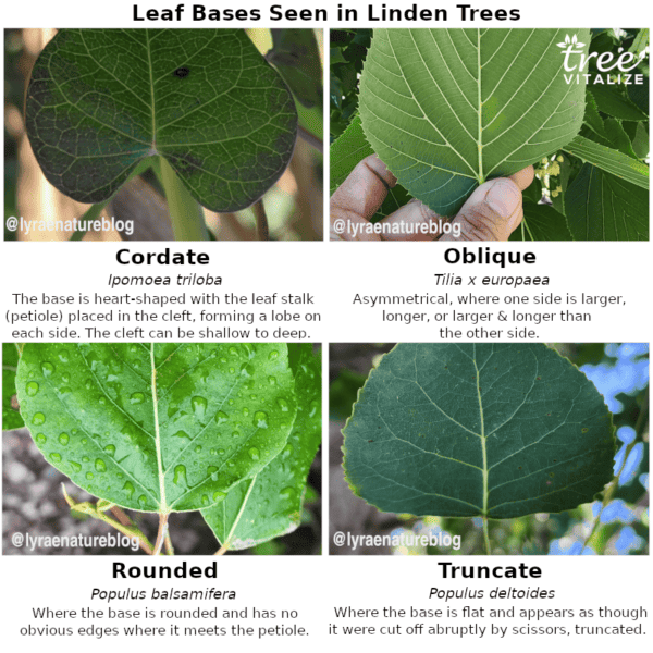 How to Identify Linden Trees (Leaf, Bark, Flowers & More)