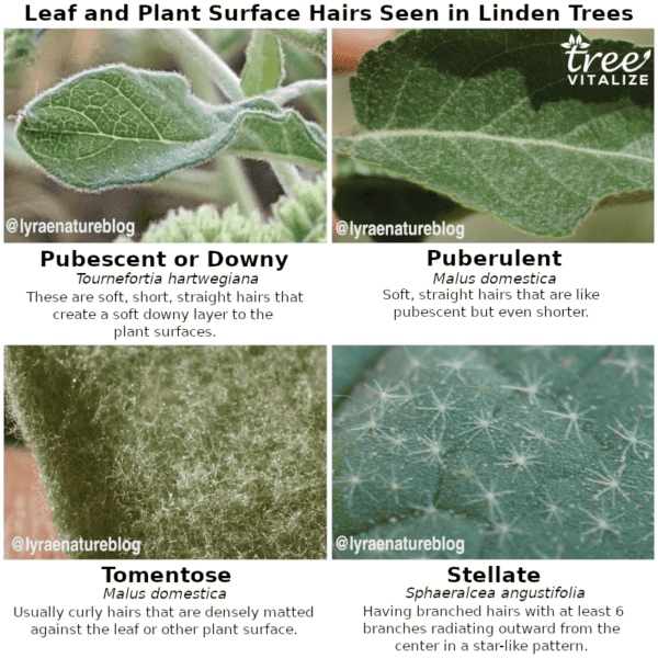 How to Identify Linden Trees (Leaf, Bark, Flowers & More)