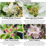 26 Different Types of Apple Trees with Identifying Features