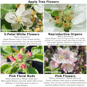 26 Different Types of Apple Trees with Identifying Features