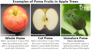26 Different Types of Apple Trees with Identifying Features