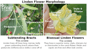 How to Identify Linden Trees (Leaf, Bark, Flowers & More)
